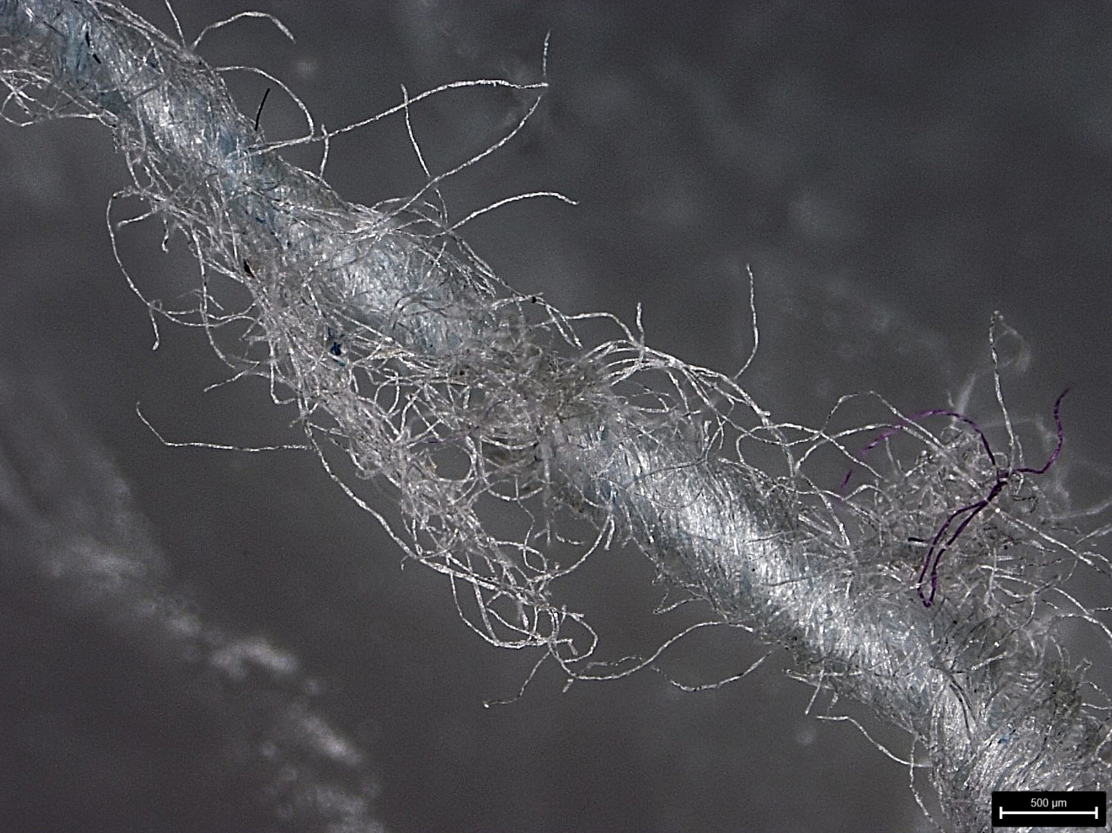 First Year Odyssey Seminar: UGA at High Magnification