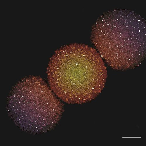 FE-SEM Thermo Fisher Teneo