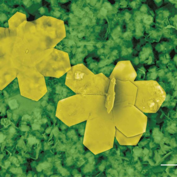 FE-SEM Thermo Fisher Teneo